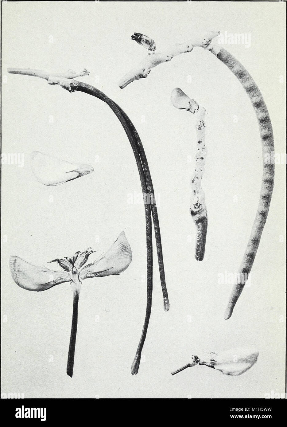 This 1912 study focuses on the agricultural varieties of cowpeas ...