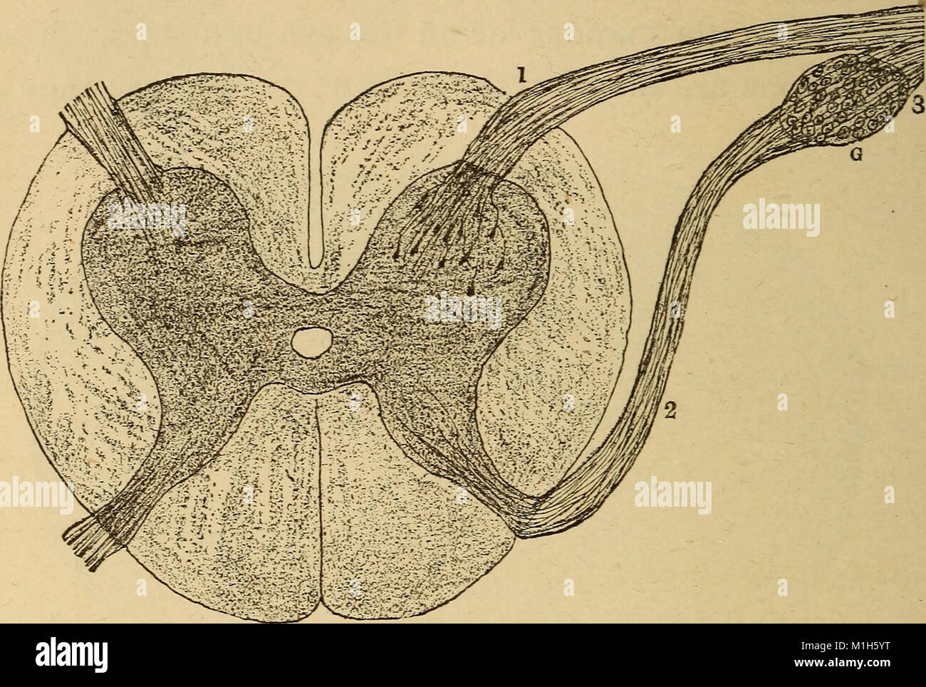 This 1889 textbook covers topics in anatomy, physiology, hygiene ...