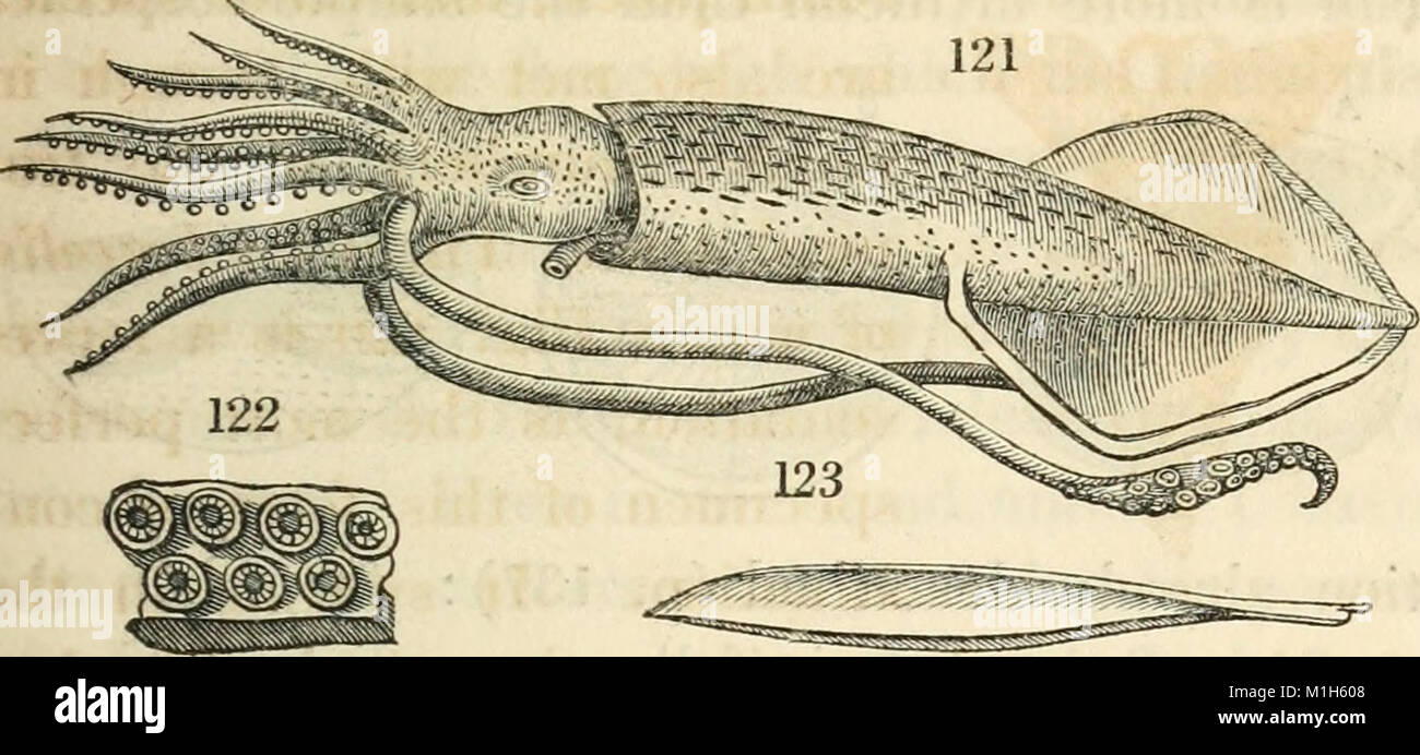 Peter Mark Roget's 'Animal and Vegetable Physiology' (1834) explores ...