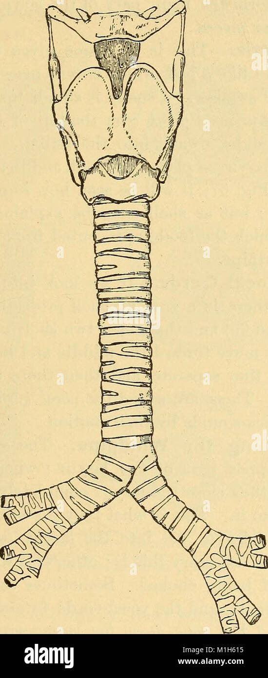 This 1890 book covers the essential aspects of human anatomy ...