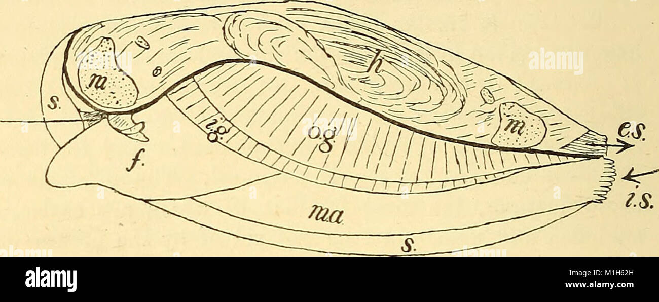 'Animal Life and Intelligence' (1891) examines the cognitive abilities ...