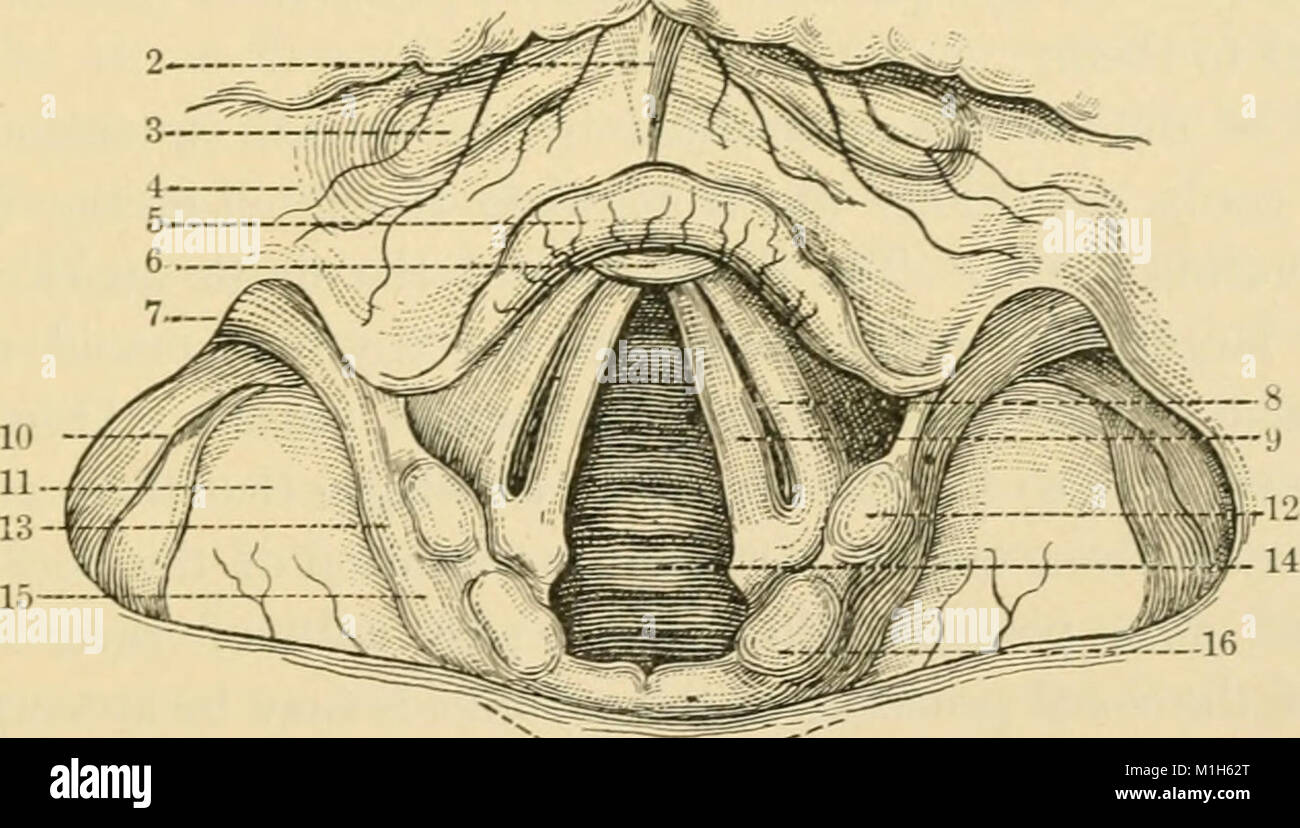 The 1897 American Text-Book of Physiology is a comprehensive guide to ...