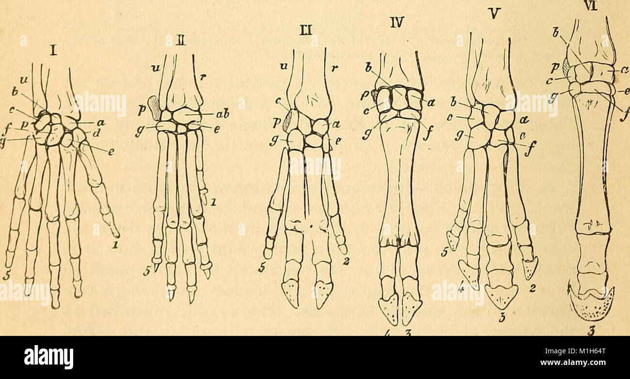 This textbook (1890) presents comparative physiology, focusing on the ...