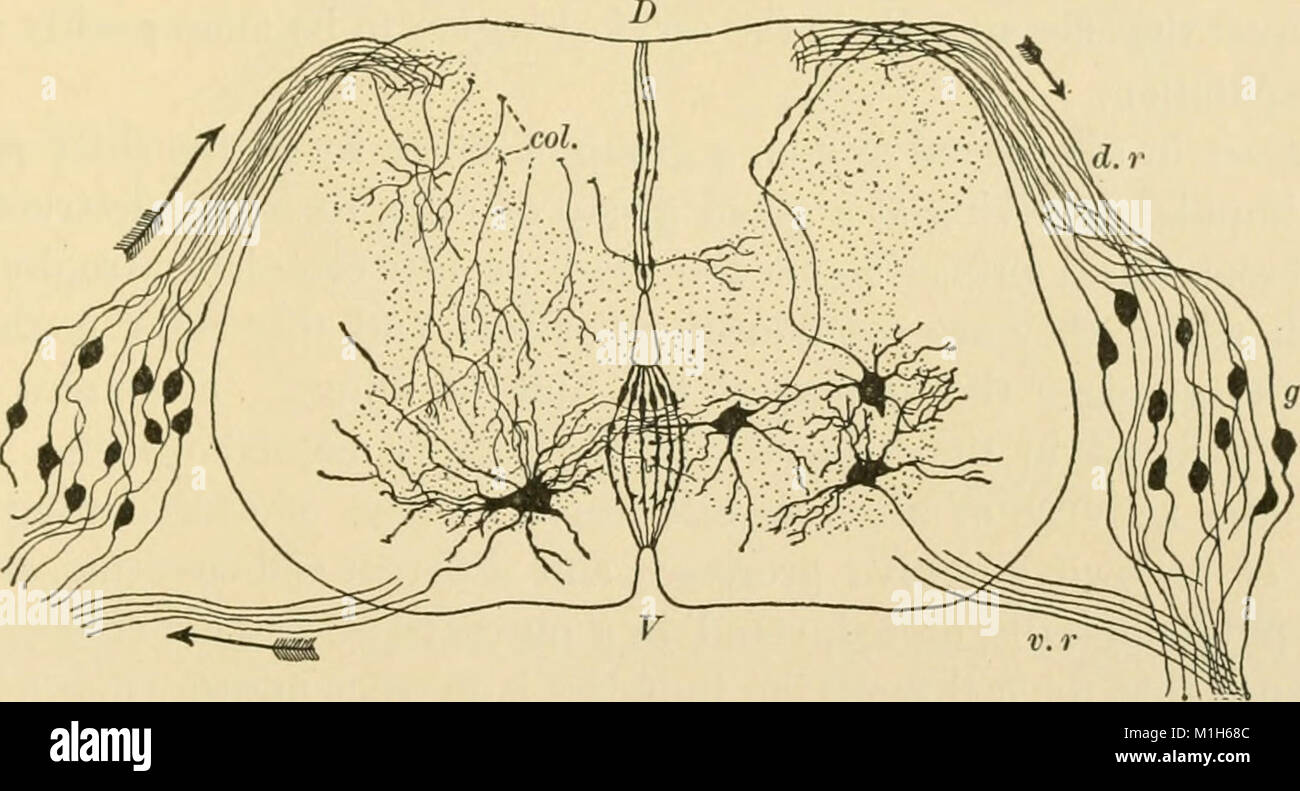 This 1897 textbook provides a comprehensive guide to human physiology ...
