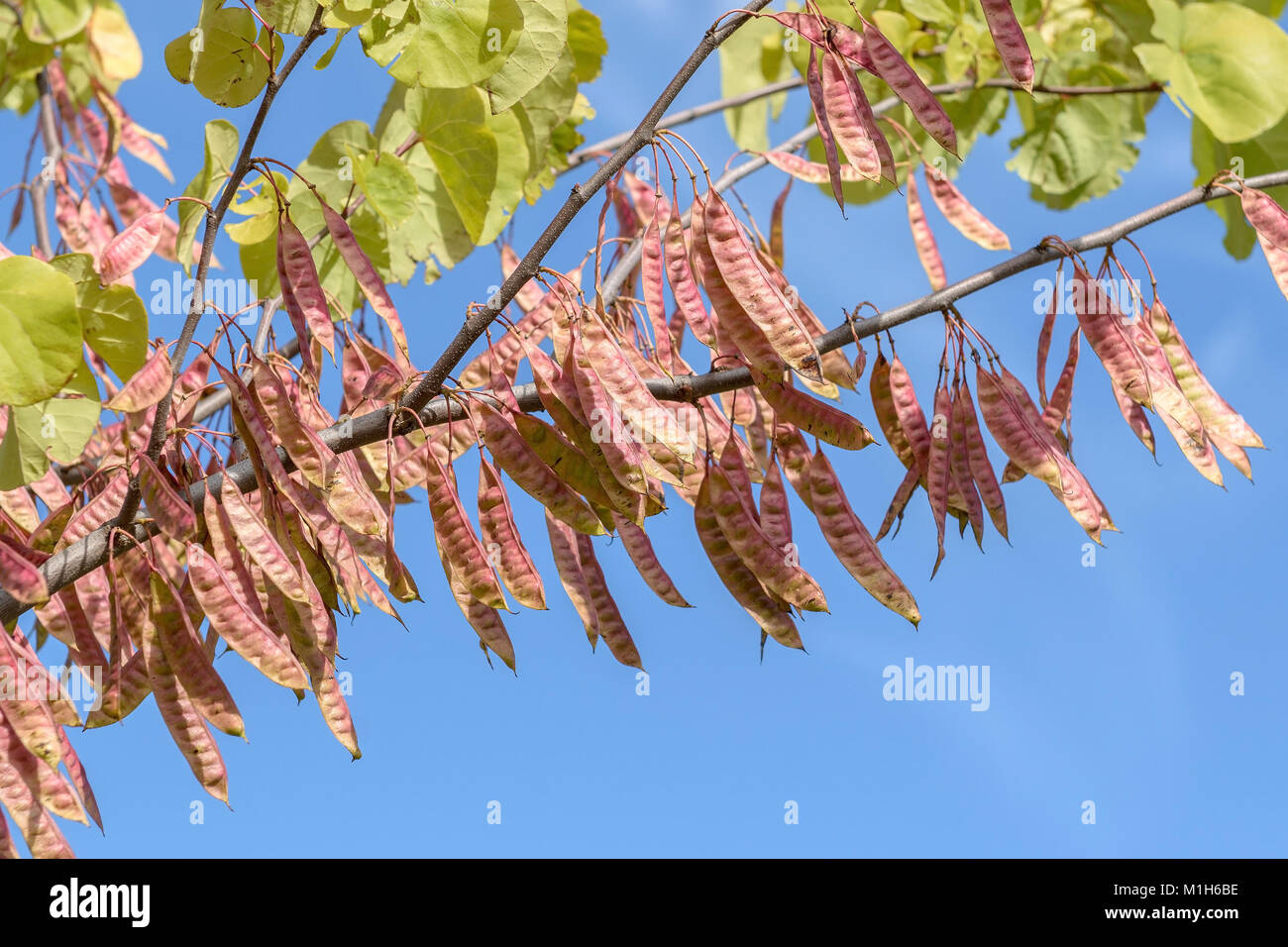 Baum judah hi-res stock photography and images - Alamy
