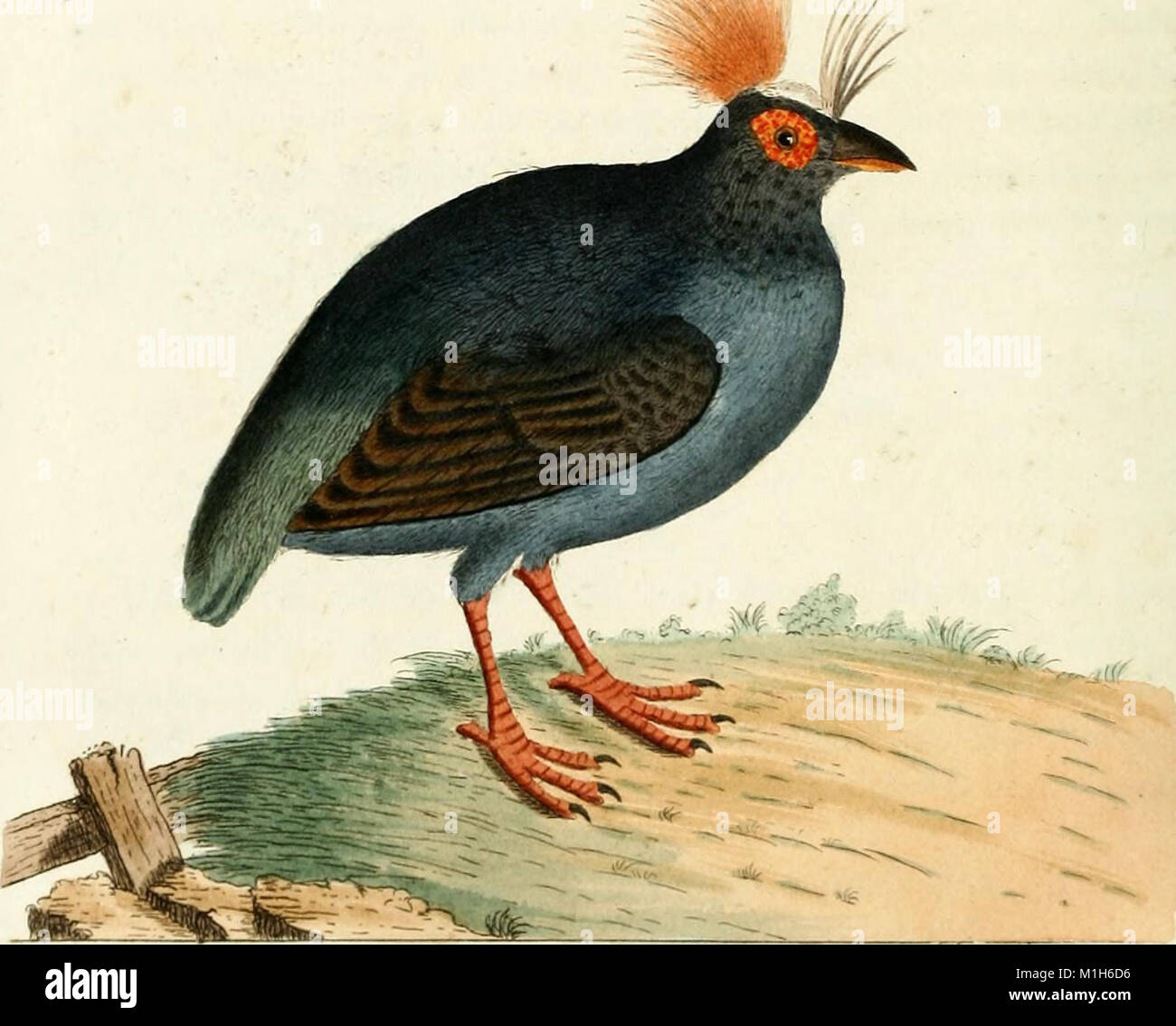 A comprehensive historical account of bird species, their evolution ...