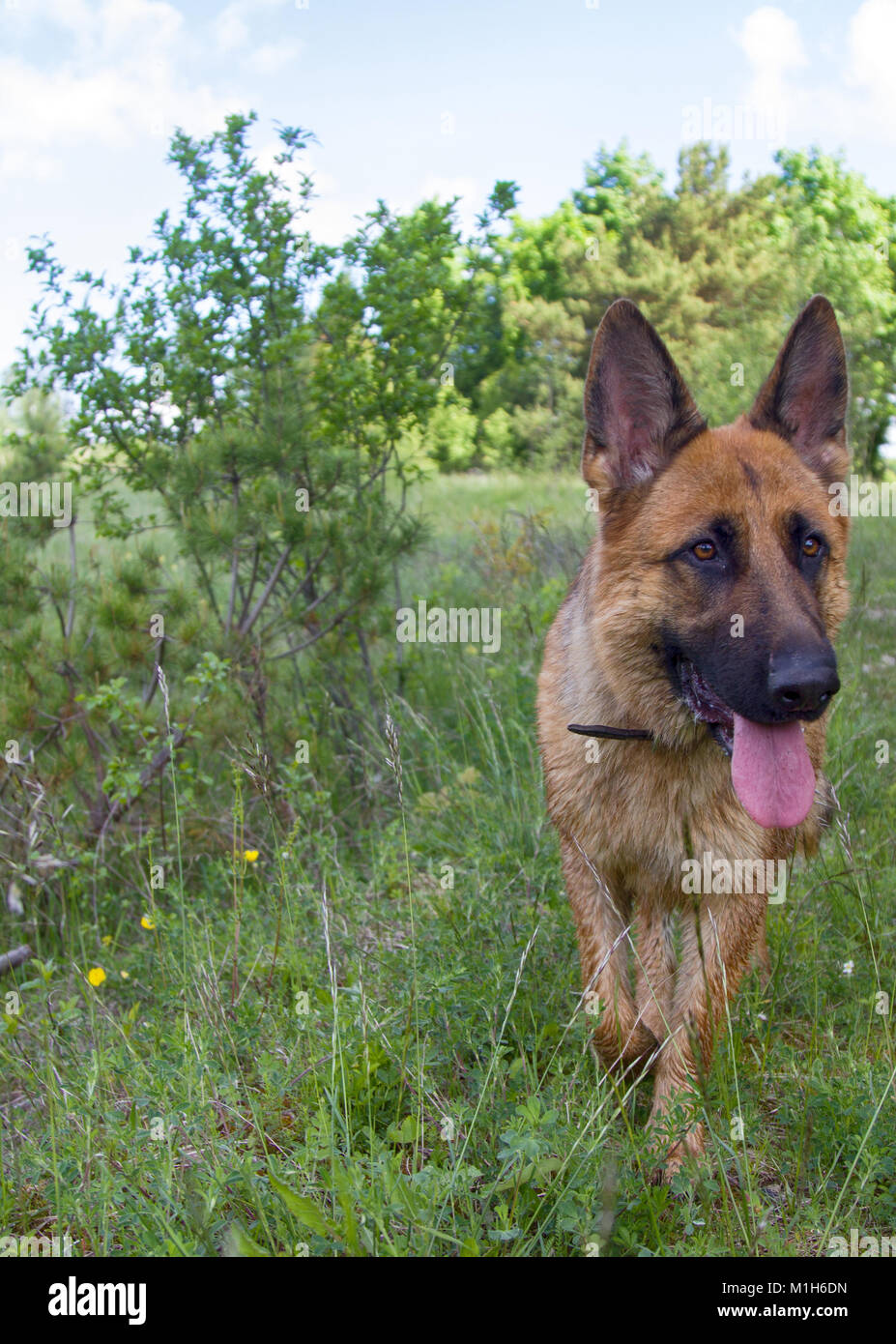 Cadaver training hi-res stock photography and images - Alamy