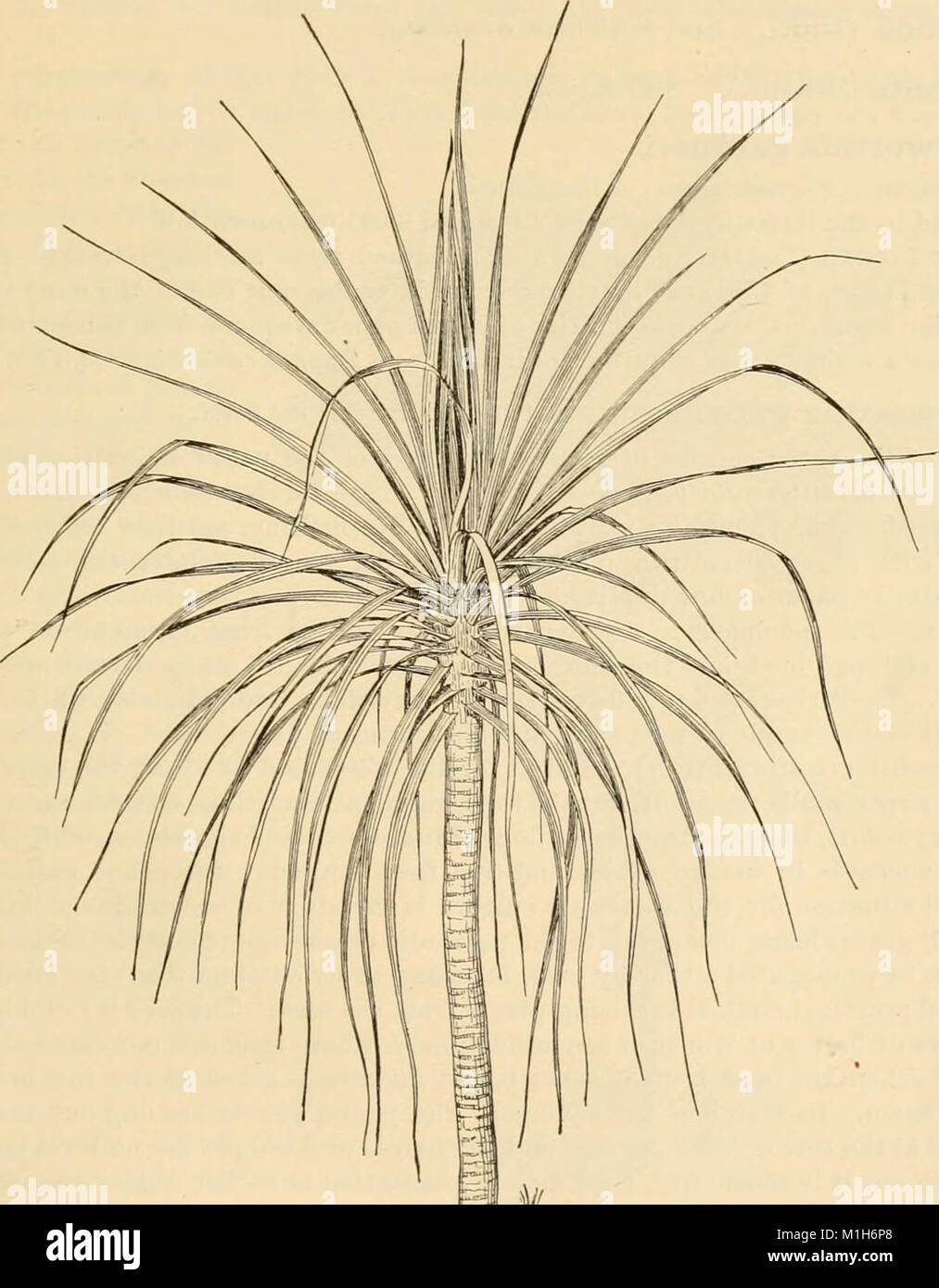 This catalogue provides detailed descriptions of fiber plants around ...