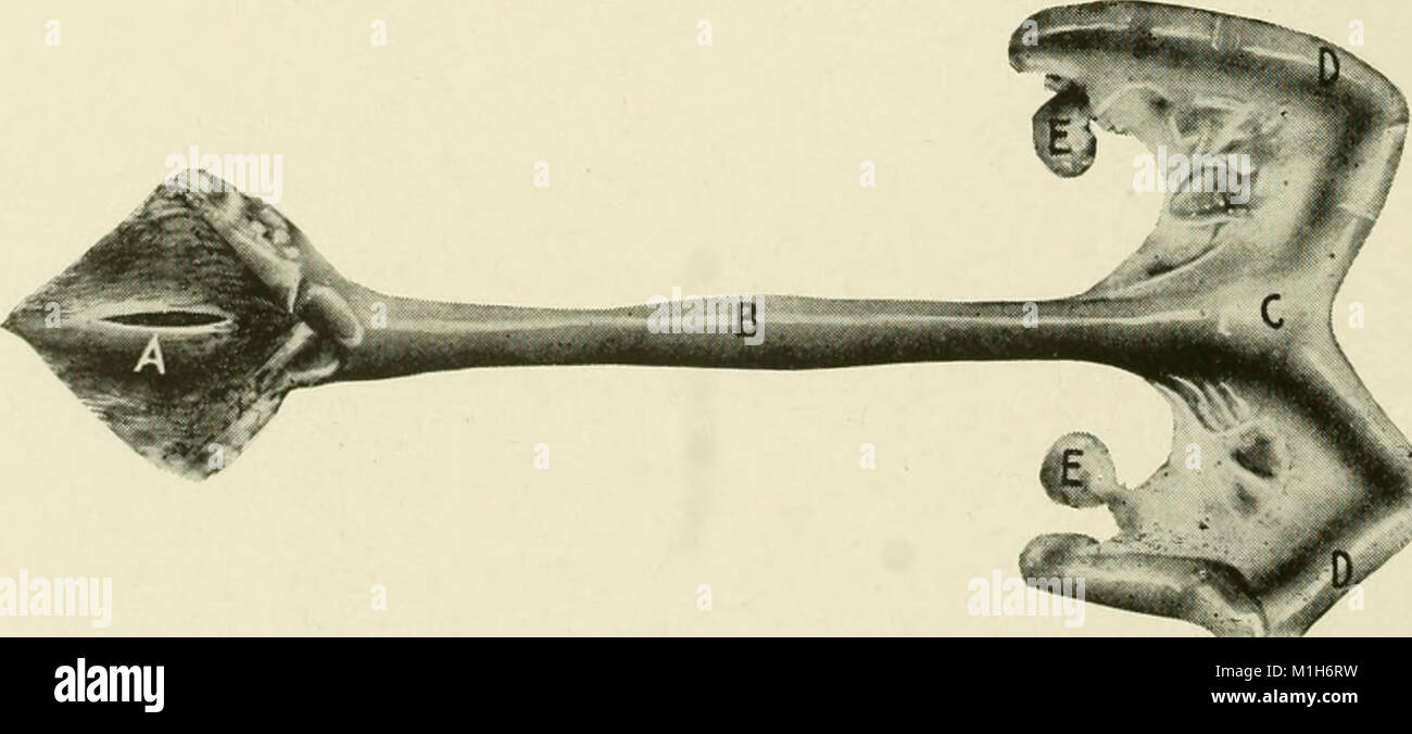 'Animal Castration' (1914) is a practical guide for veterinarians and ...