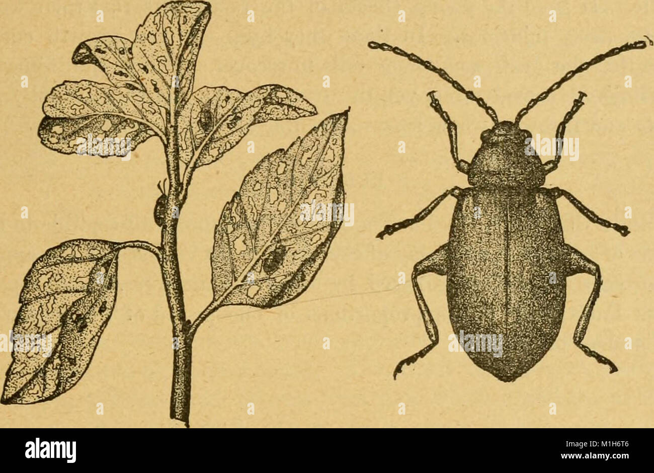 Tree enemies hi-res stock photography and images - Alamy