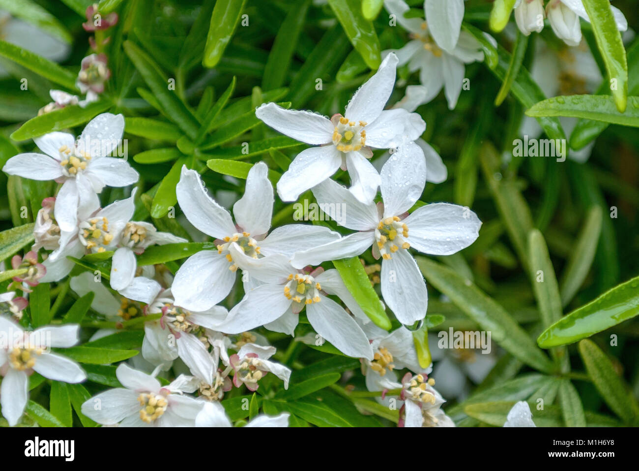 Choisya ternata aztec pearl hi-res stock photography and images - Alamy