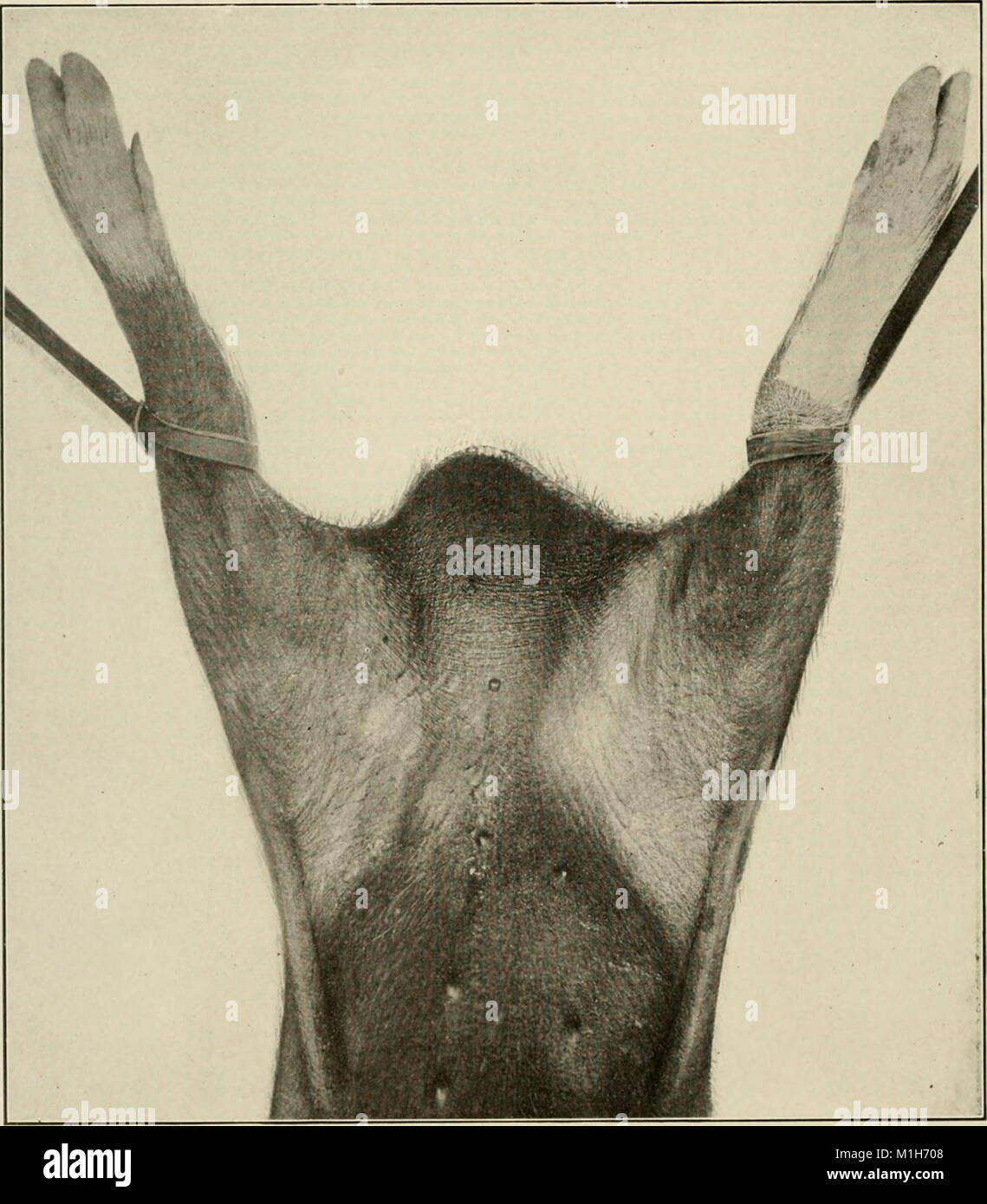 'Animal Castration' (1914) provides practical guidance on the ...