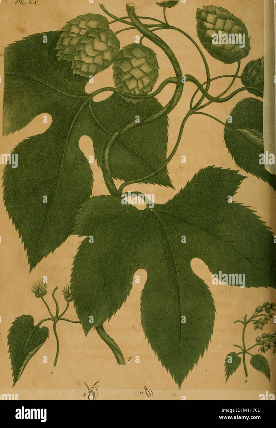 American medical botany, being a collection of the native medicinal ...