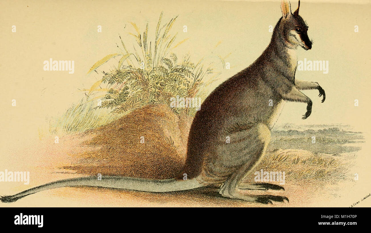 'A Hand-book to the Marsupialia and Monotremata' (1896) offers an in ...