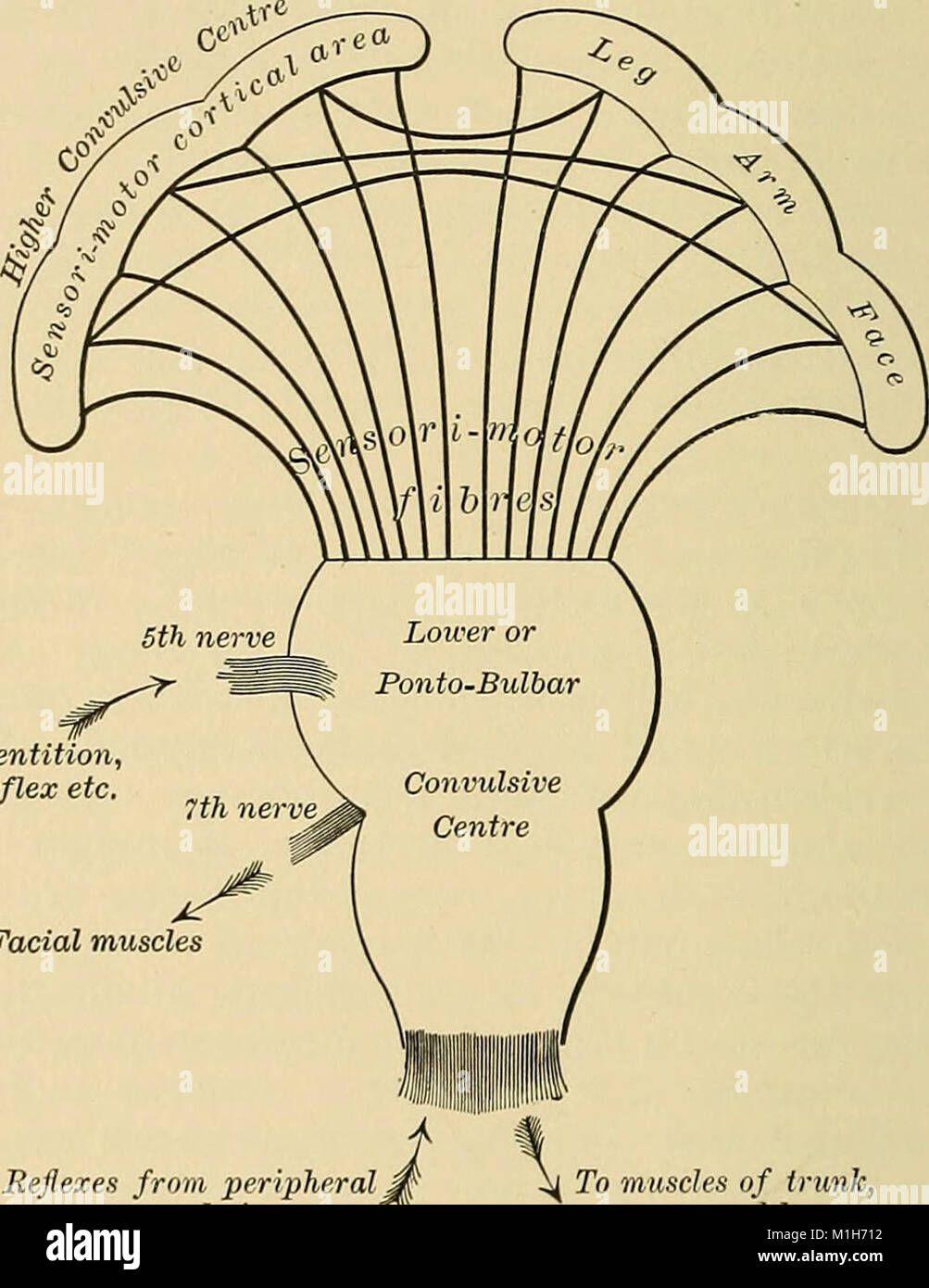 A system of practical medicine (1897) (14592343550 Stock Photo - Alamy