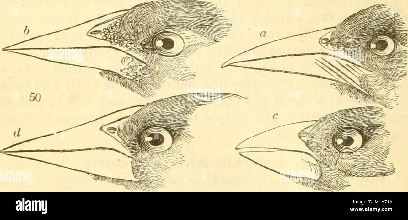 Animals in menageries (1838) (14761160286 Stock Photo - Alamy