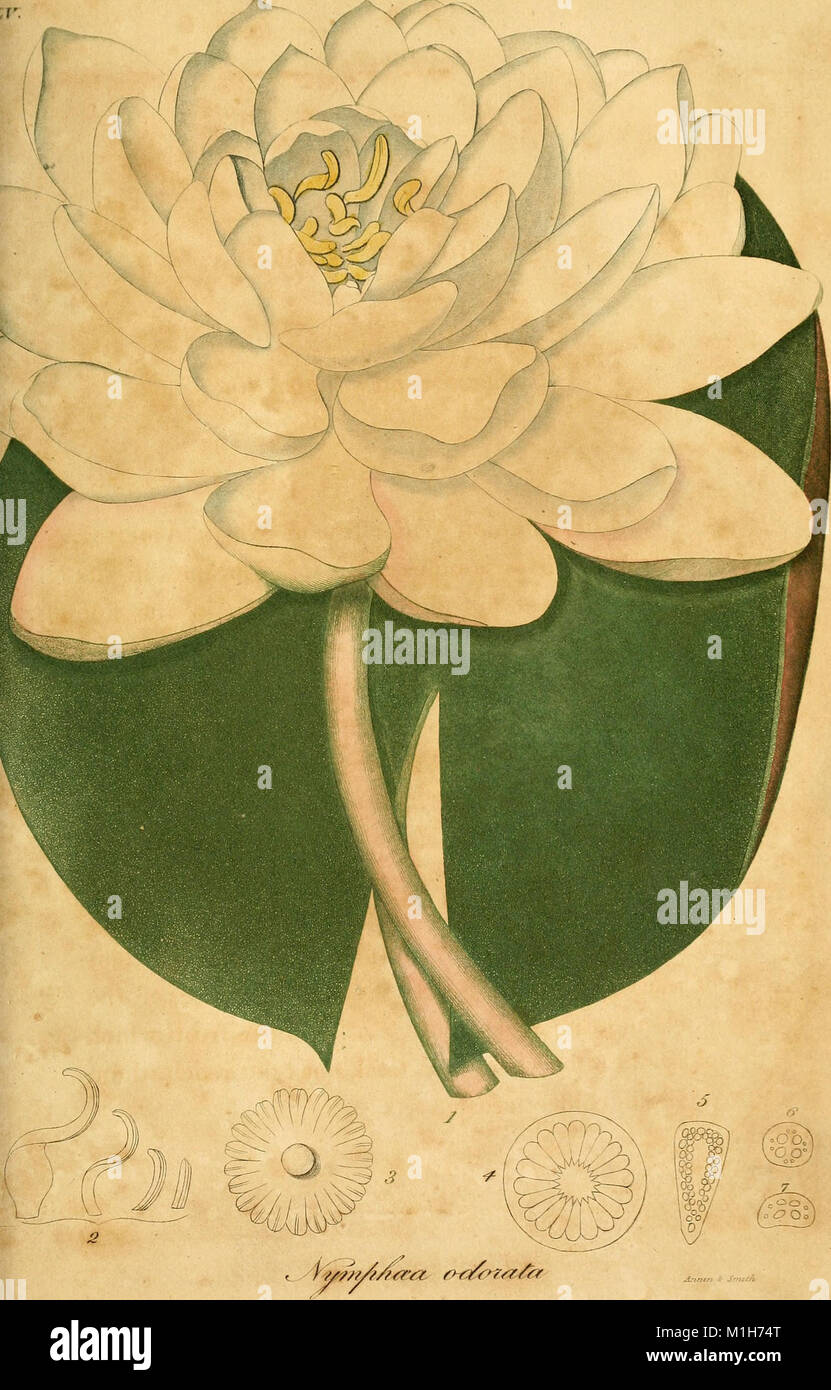 American medical botany, being a collection of the native medicinal ...