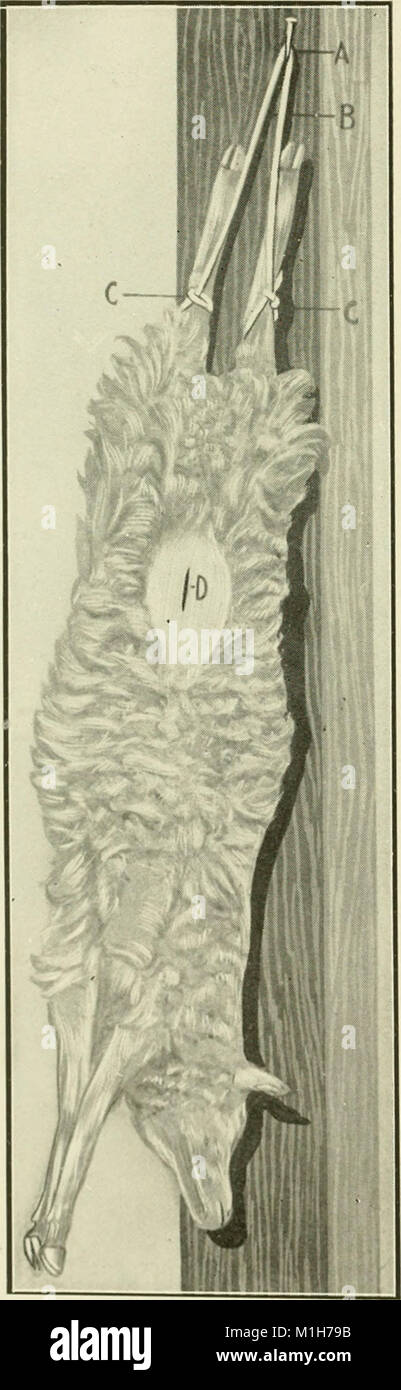 'Animal Castration' (1914) is a guide for veterinary students and ...