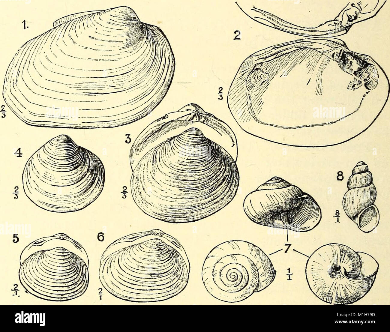 This 1907 guide presents fossil invertebrate animals from the British ...