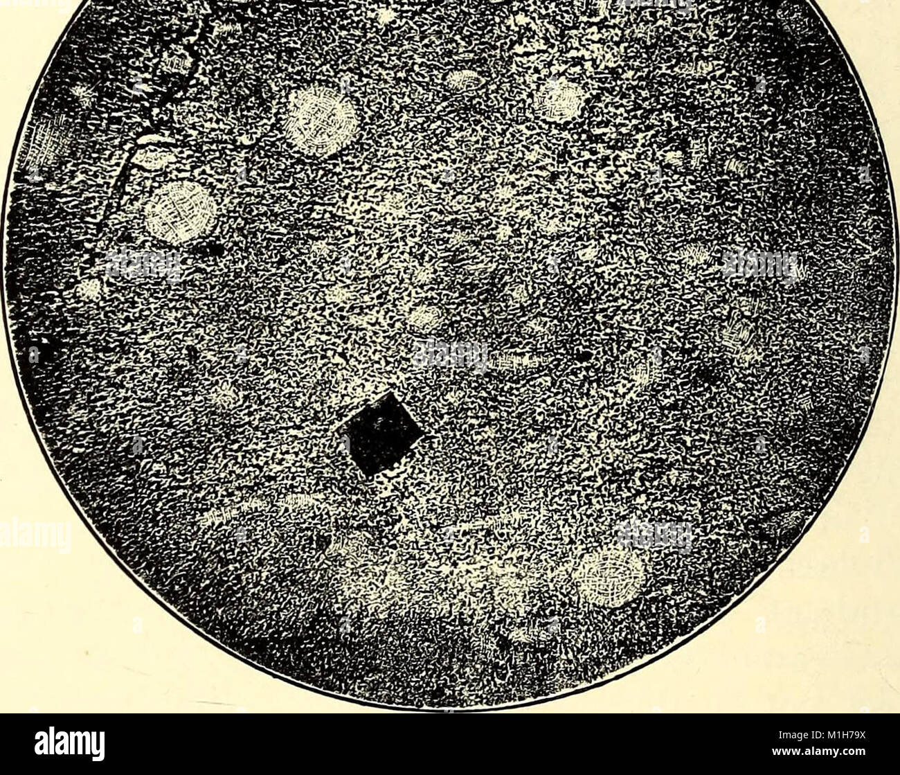 A guide to the fossil invertebrate animals in the Department of geology ...