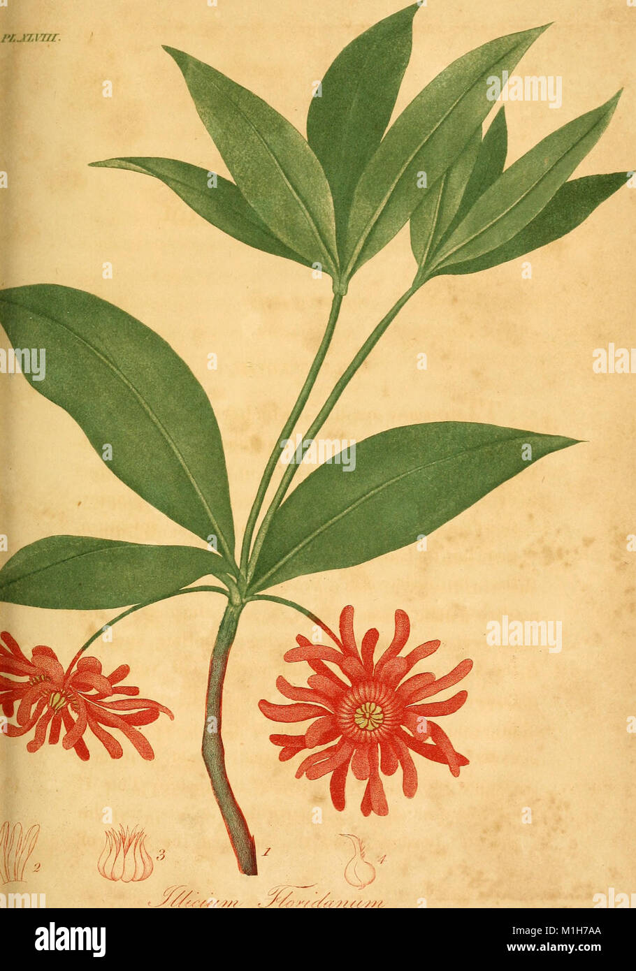American medical botany, being a collection of the native medicinal ...