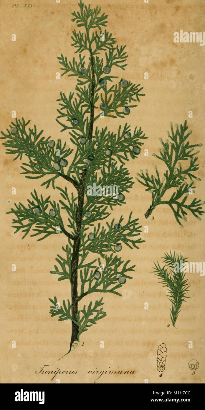 This work provides a detailed examination of native medicinal plants of ...