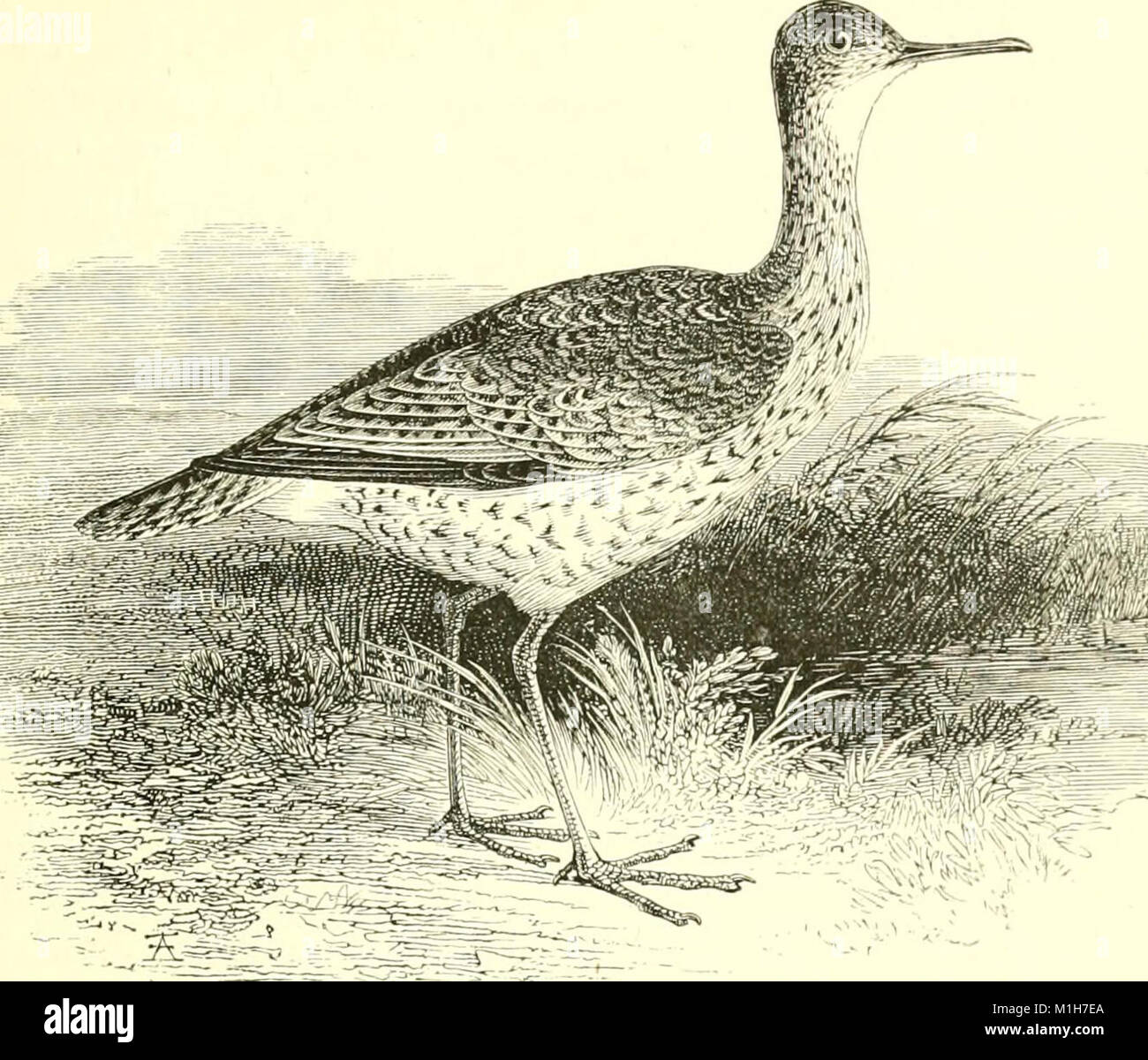 Published in 1889, this illustrated manual provides detailed depictions ...