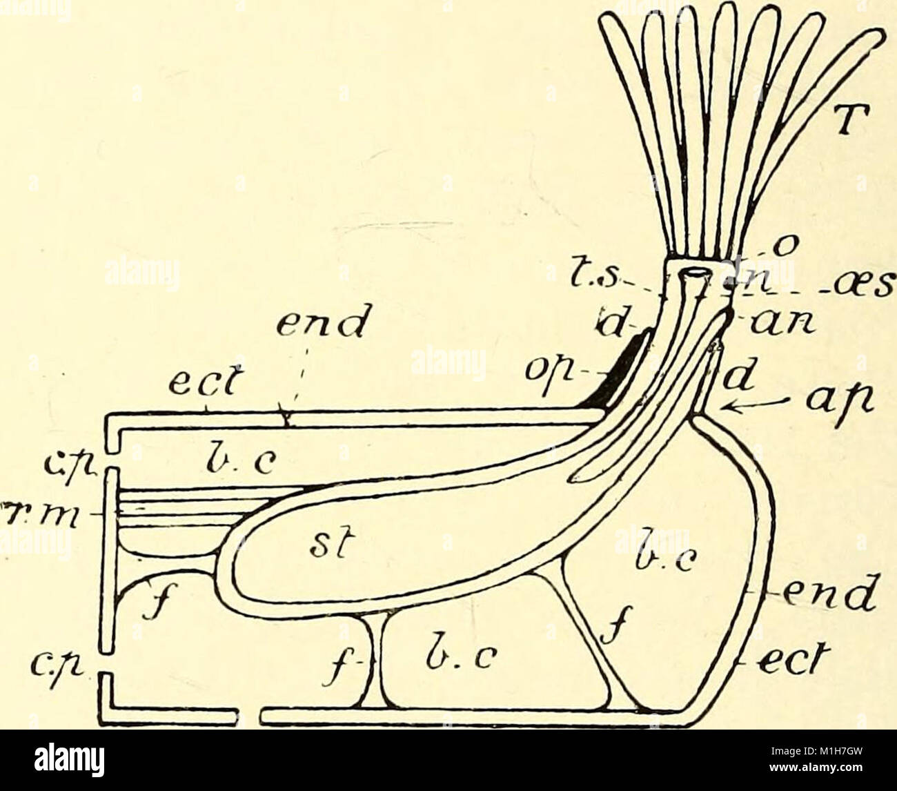 This 1907 guide provides detailed information on fossil invertebrate ...