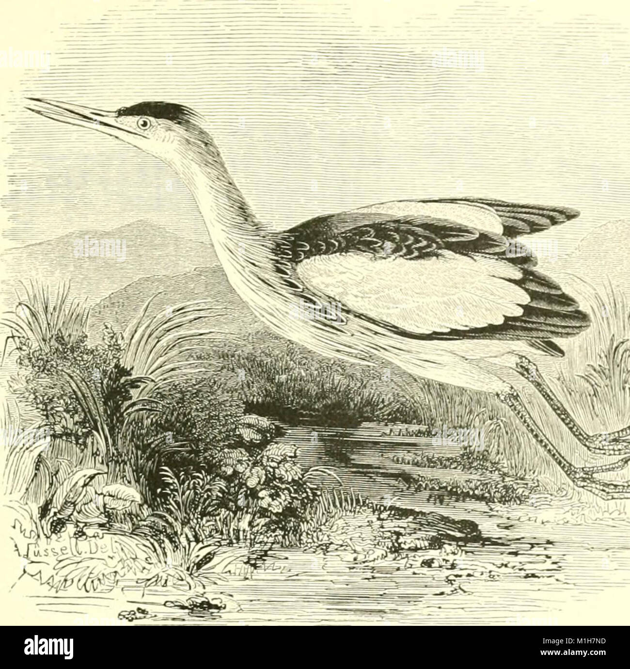 This 1889 illustrated manual offers a detailed guide to British bird ...