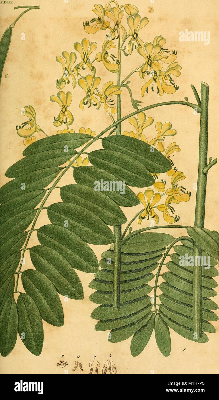Native american medicine plants hi-res stock photography and images - Alamy