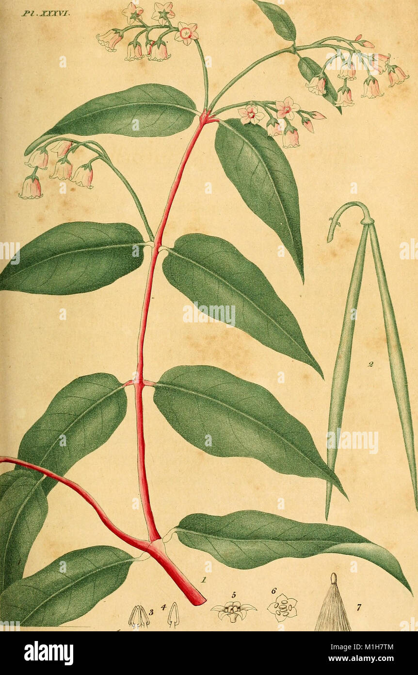 American medical botany, being a collection of the native medicinal ...