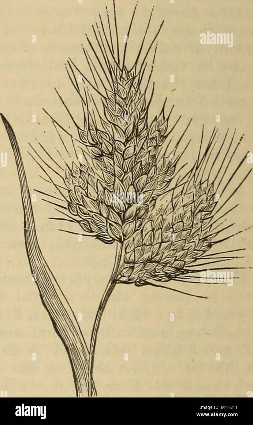 This 1887 edition of A Dictionary of the Bible provides comprehensive ...