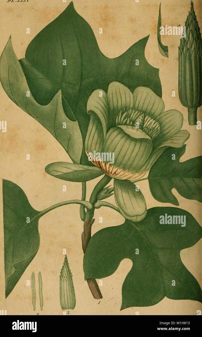 'American Medical Botany' offers an in-depth look at the native ...