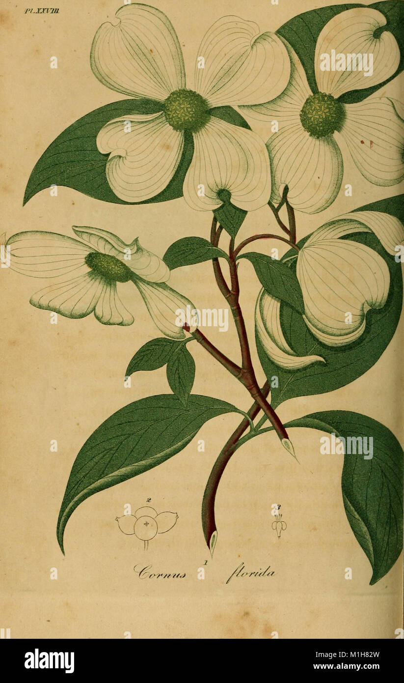 American medical botany, being a collection of the native medicinal ...