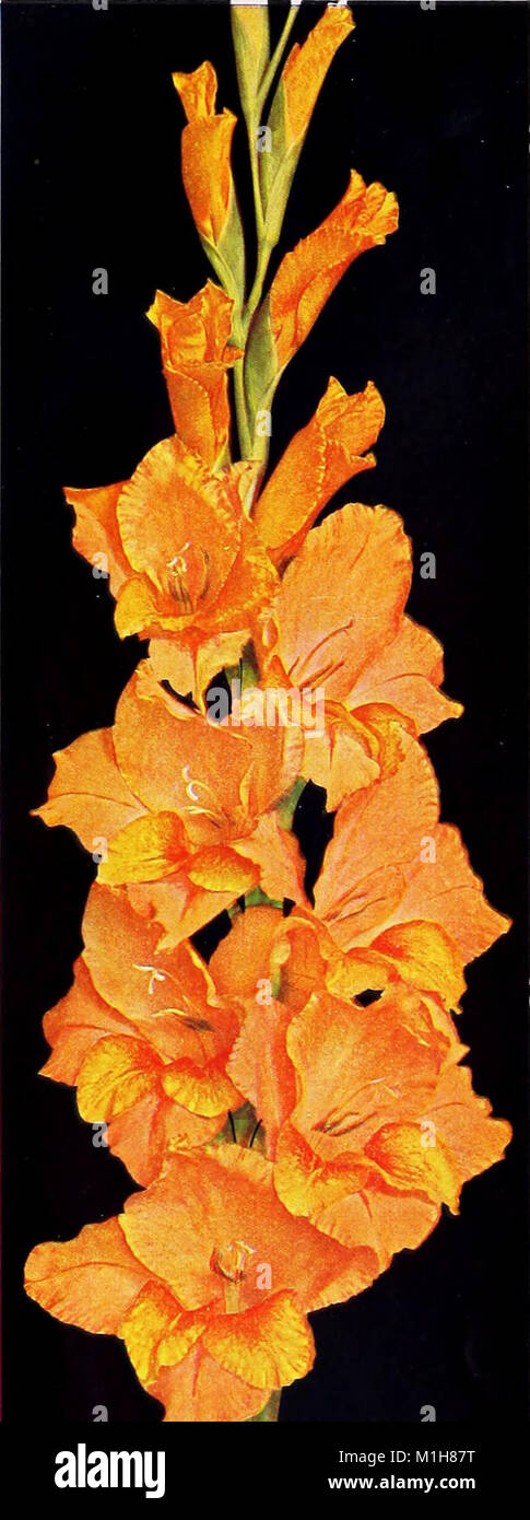 The 1941 fall bulb catalog provides a selection of flower and vegetable ...