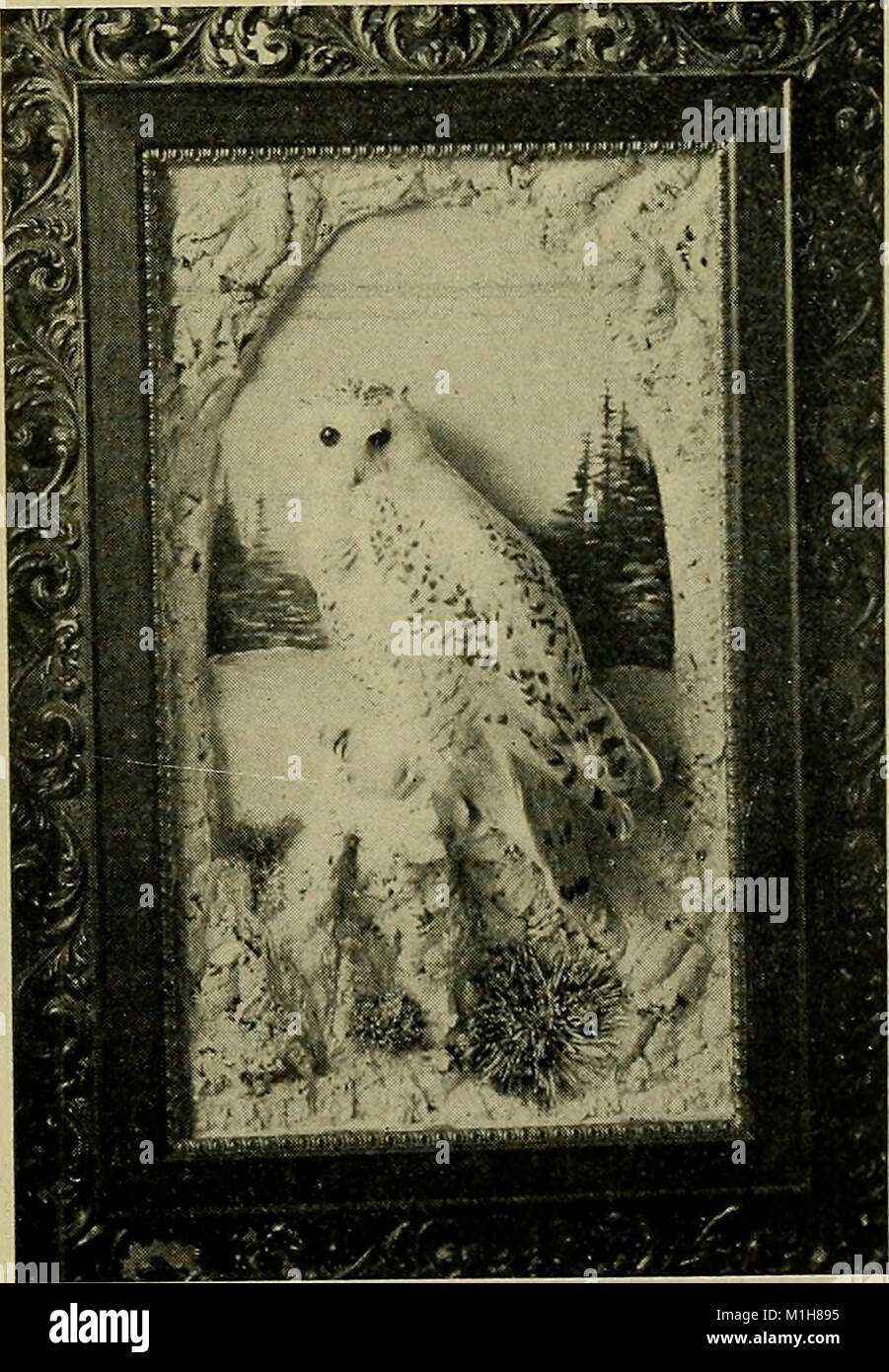 The 1906 issue of the American Bird Magazine focuses on ornithology ...