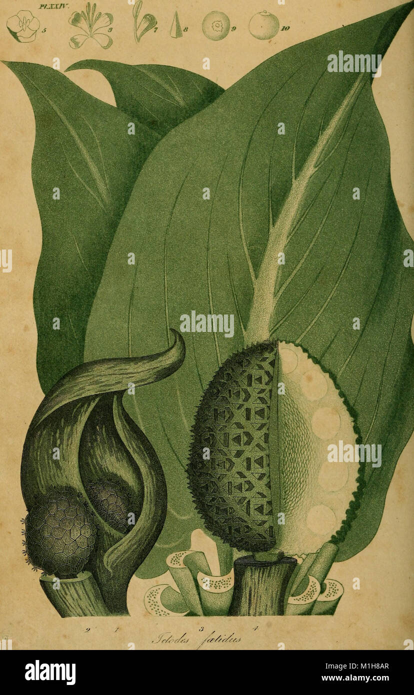 'American Medical Botany' is a comprehensive guide to the native ...