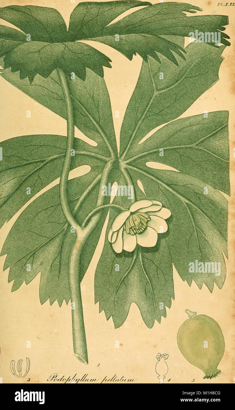 American medical botany, being a collection of the native medicinal ...