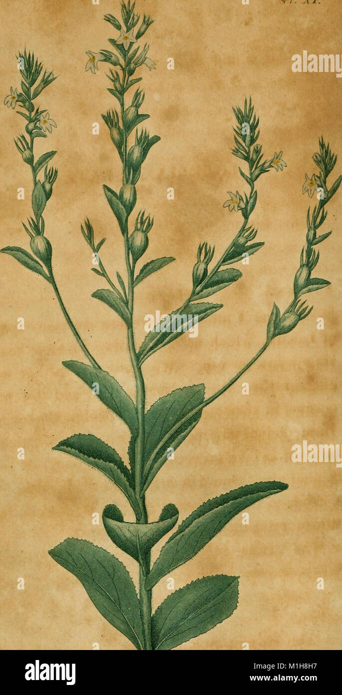 'American Medical Botany' offers a comprehensive guide to the native ...