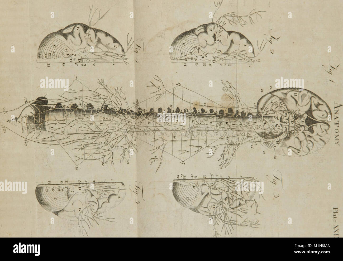 This anatomical textbook provides a comprehensive overview of human ...