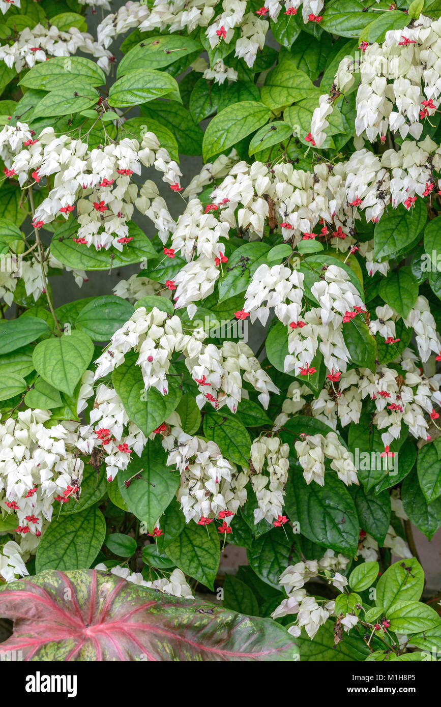 Clerodendrum Bleeding Heart