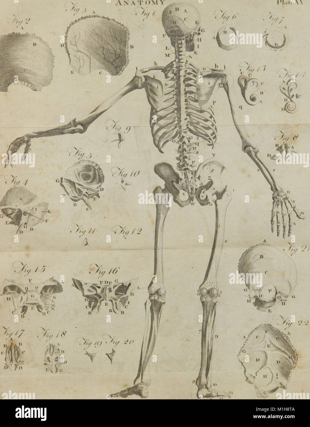 This anatomical work provides a detailed overview of the human body ...