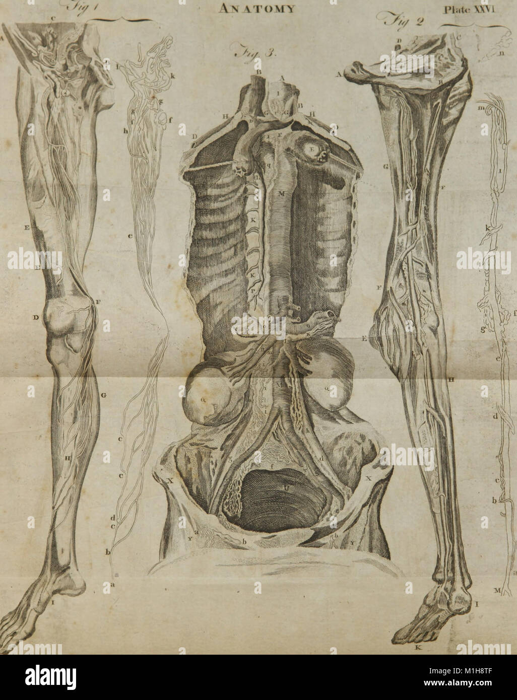 This anatomical compendium covers six parts of human anatomy, including ...