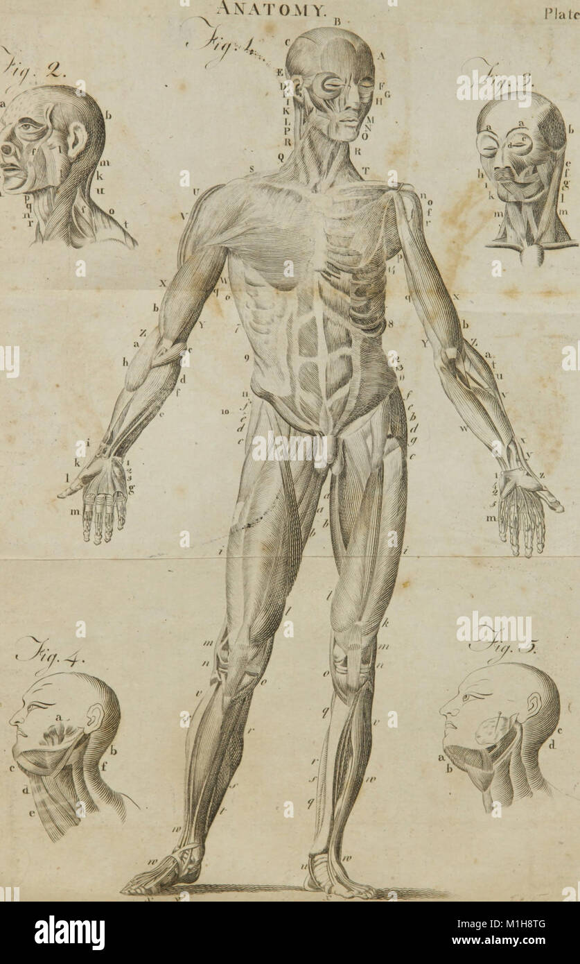 An anatomical guide covering six parts, including osteology, muscles ...