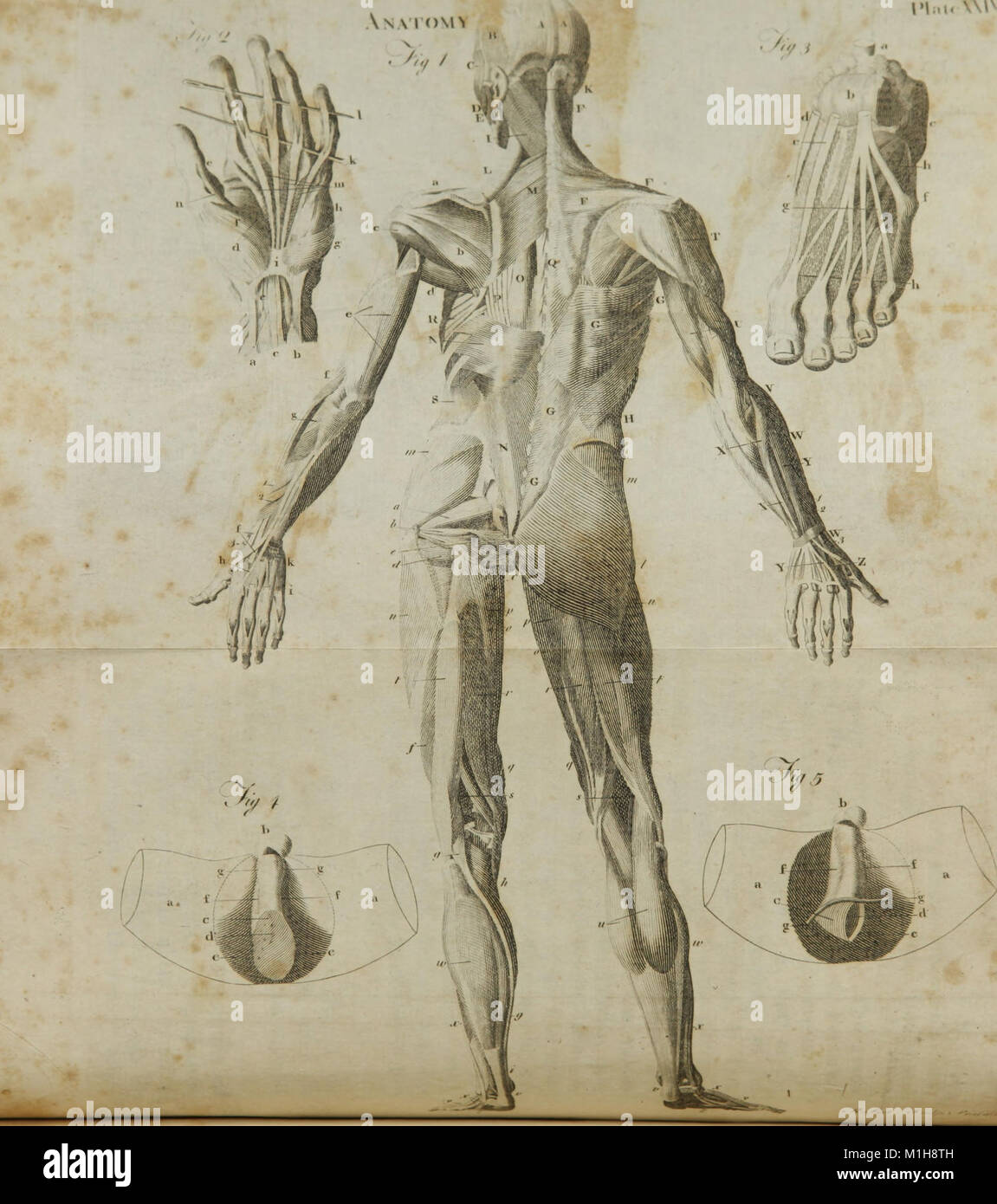 This anatomical work is divided into six parts covering key aspects of ...