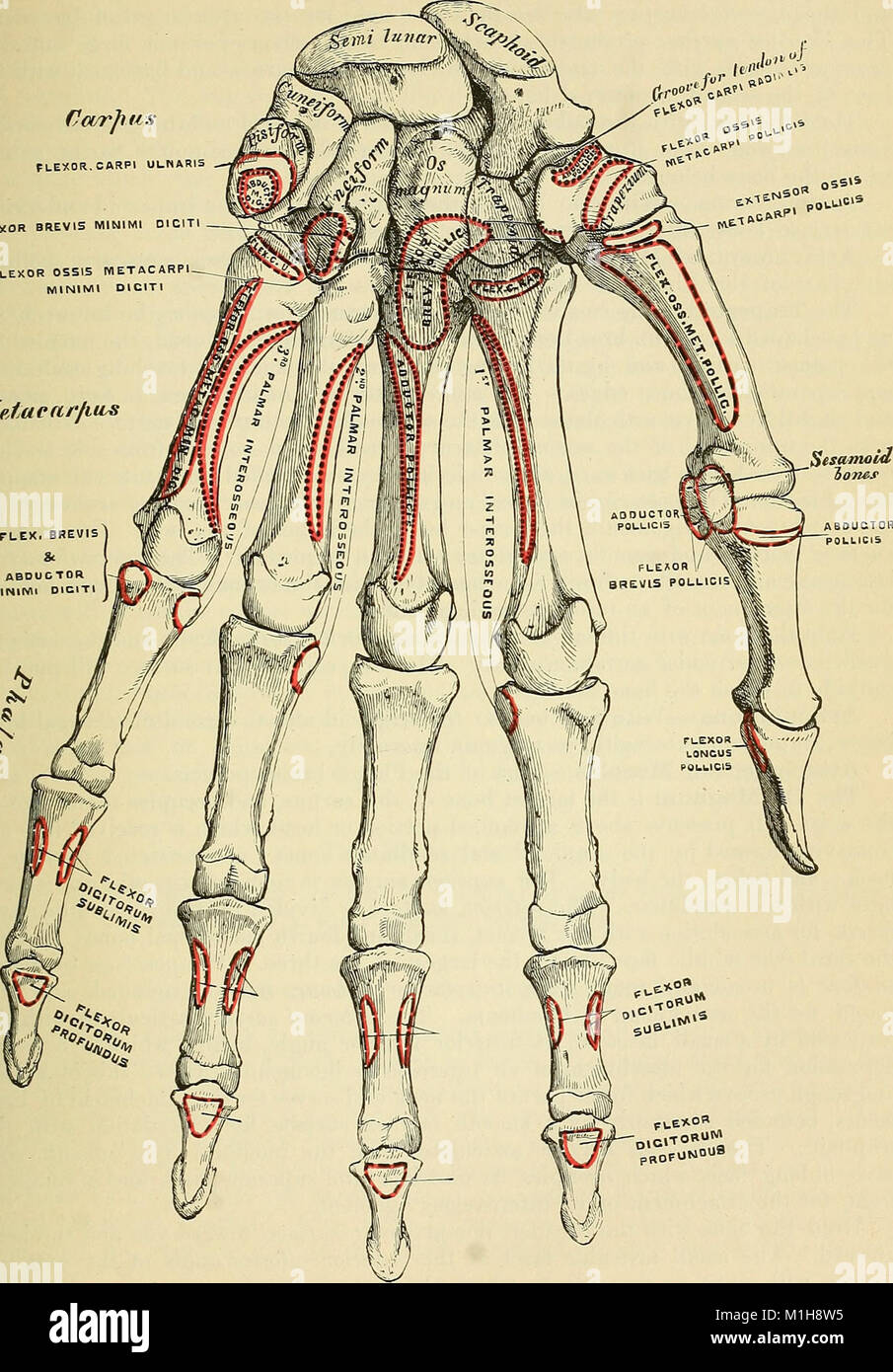 Anatomy, descriptive and surgical (1887) (14785569843 Stock Photo - Alamy
