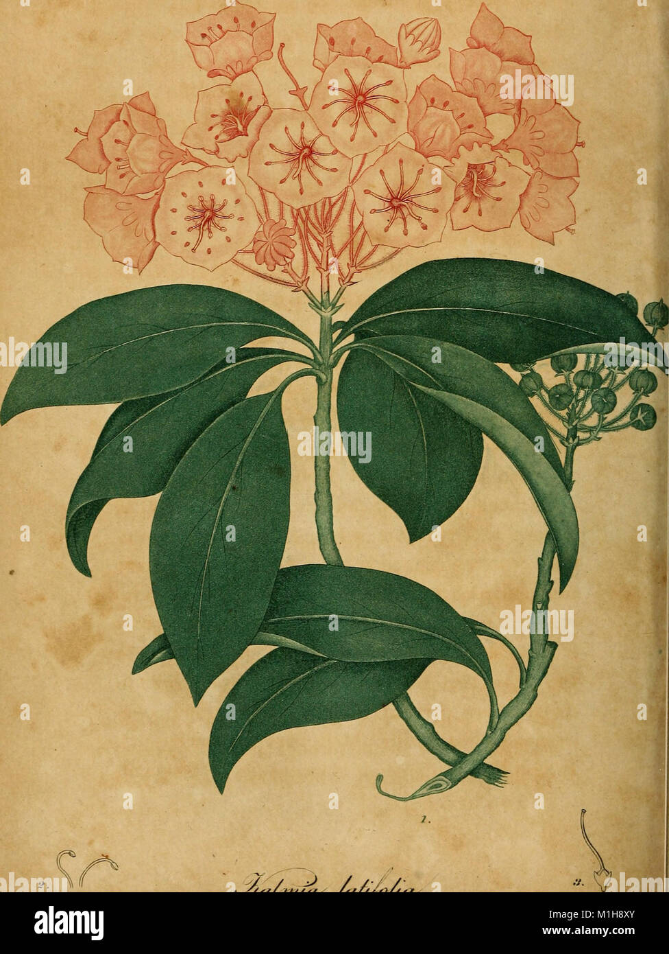 This work presents a comprehensive study of native medicinal plants of ...