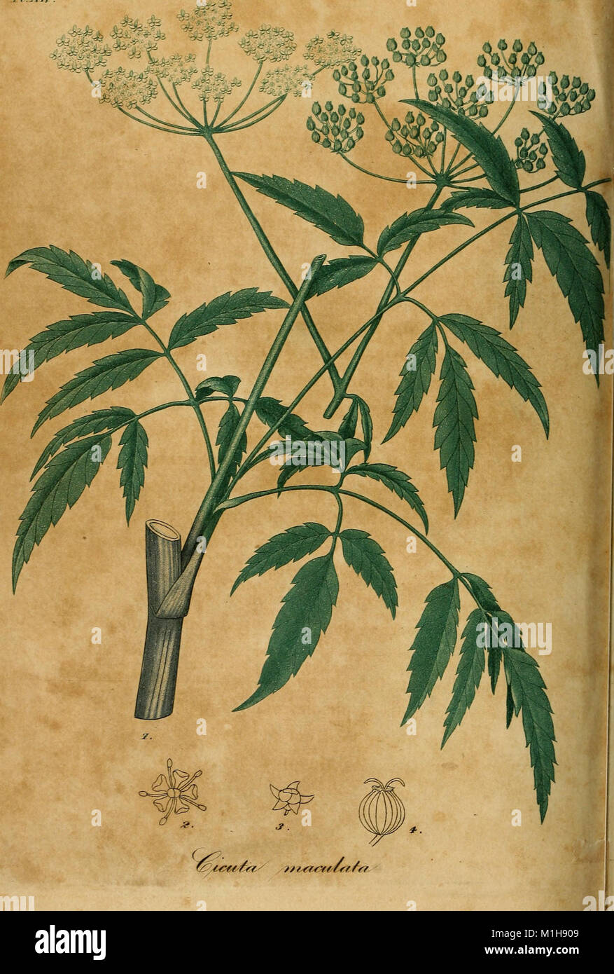 *American Medical Botany* is a comprehensive collection of native ...