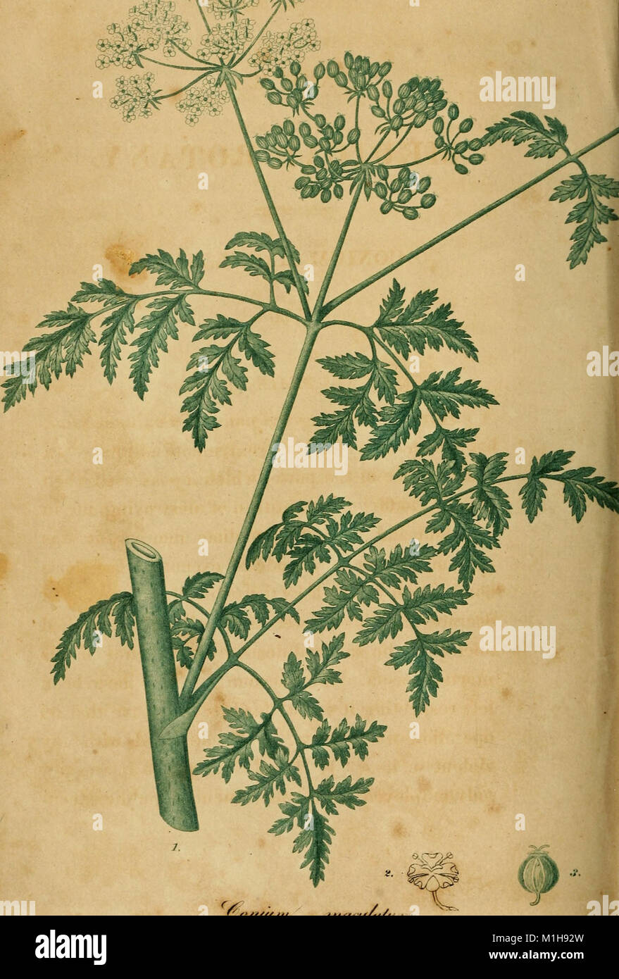 'American Medical Botany' is a comprehensive guide to the native ...