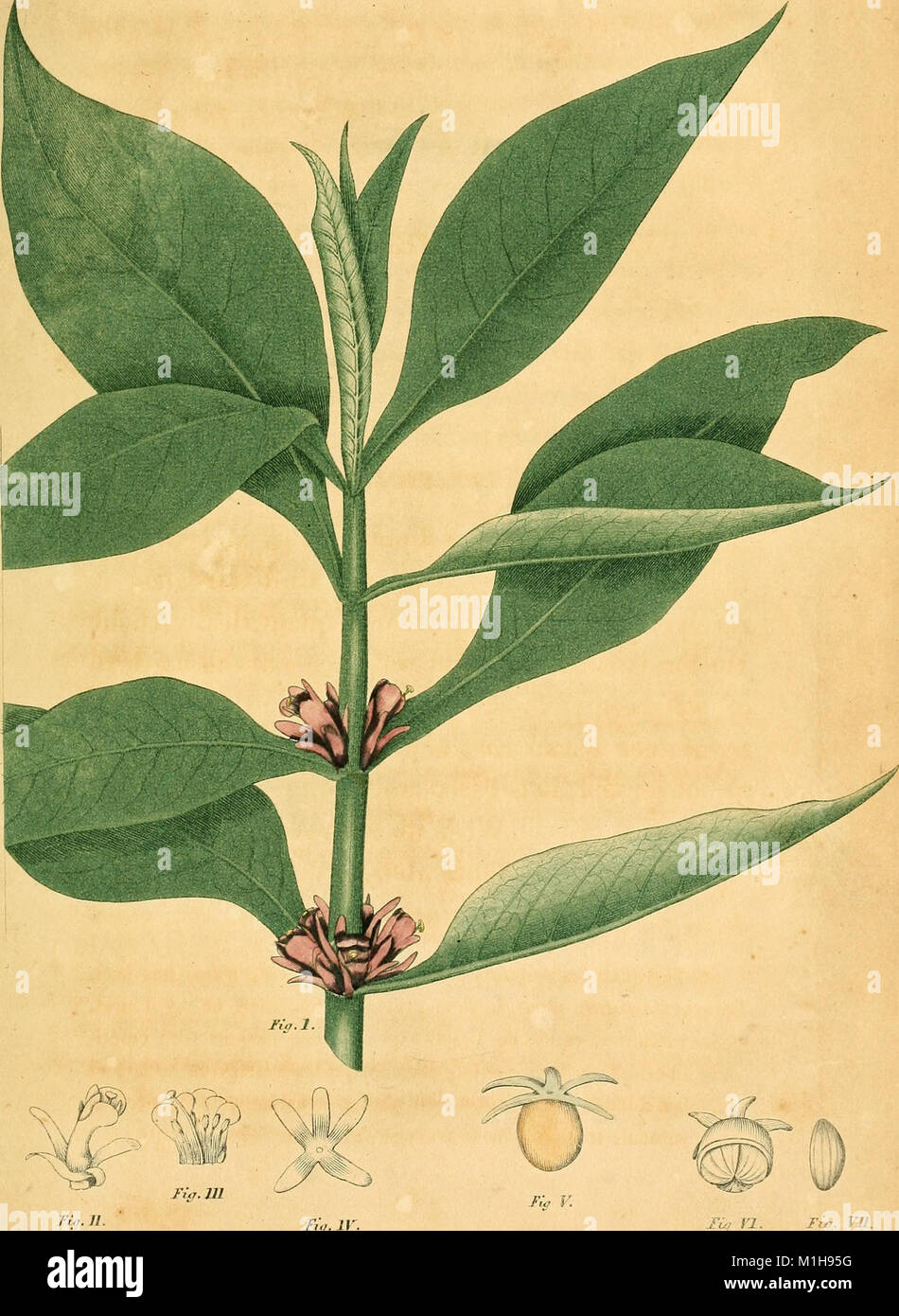 'American Medical Botany' is a comprehensive collection of native ...